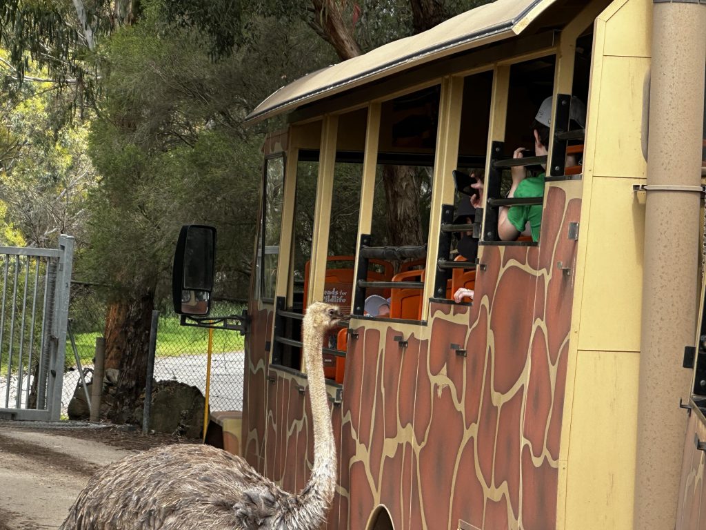 Werribee Open Range Zoo Photos January 2024